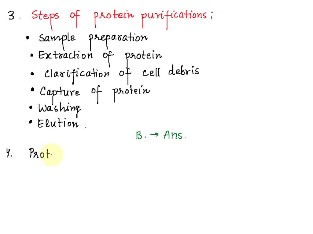 SOLVED: Which is the correct order of the steps for protein ...