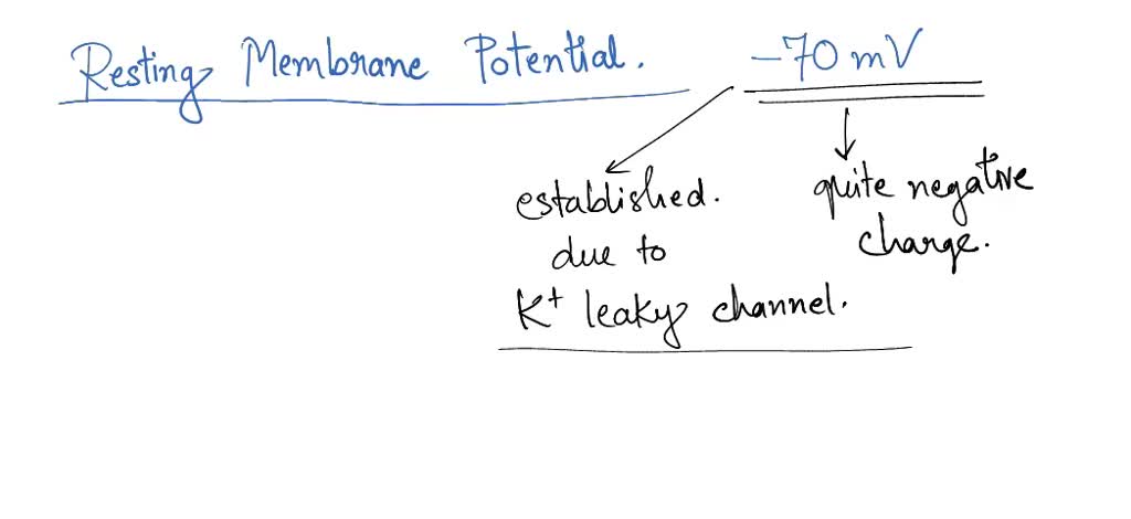 SOLVED: Describe the basis of the resting membrane potential Explain ...