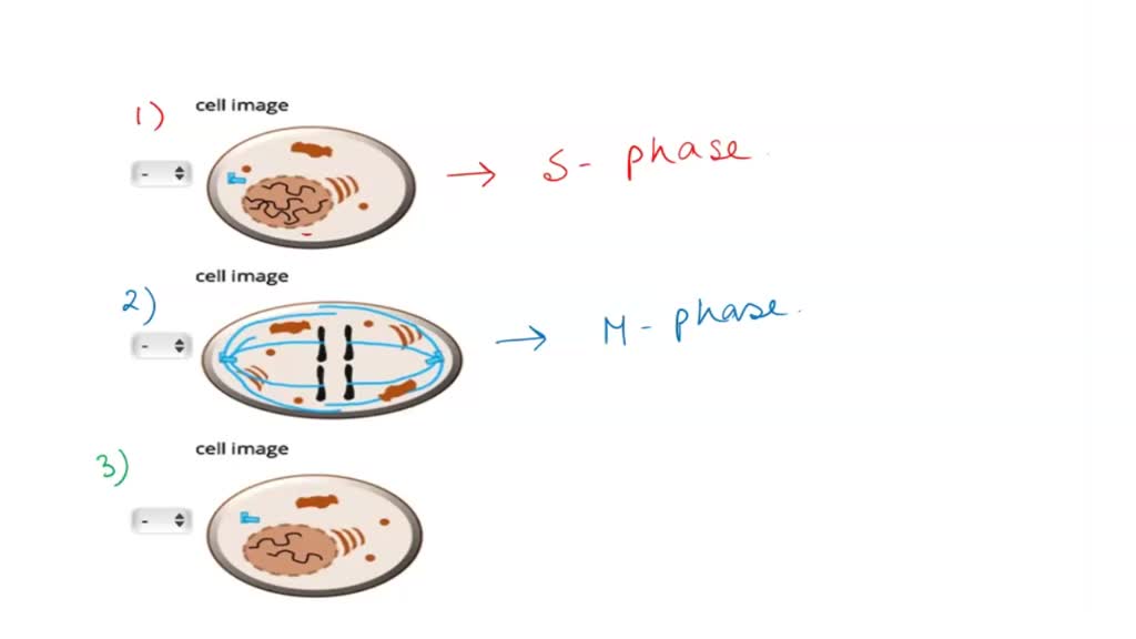 SOLVED: Match the following cell images to the cell cycle phase they ...