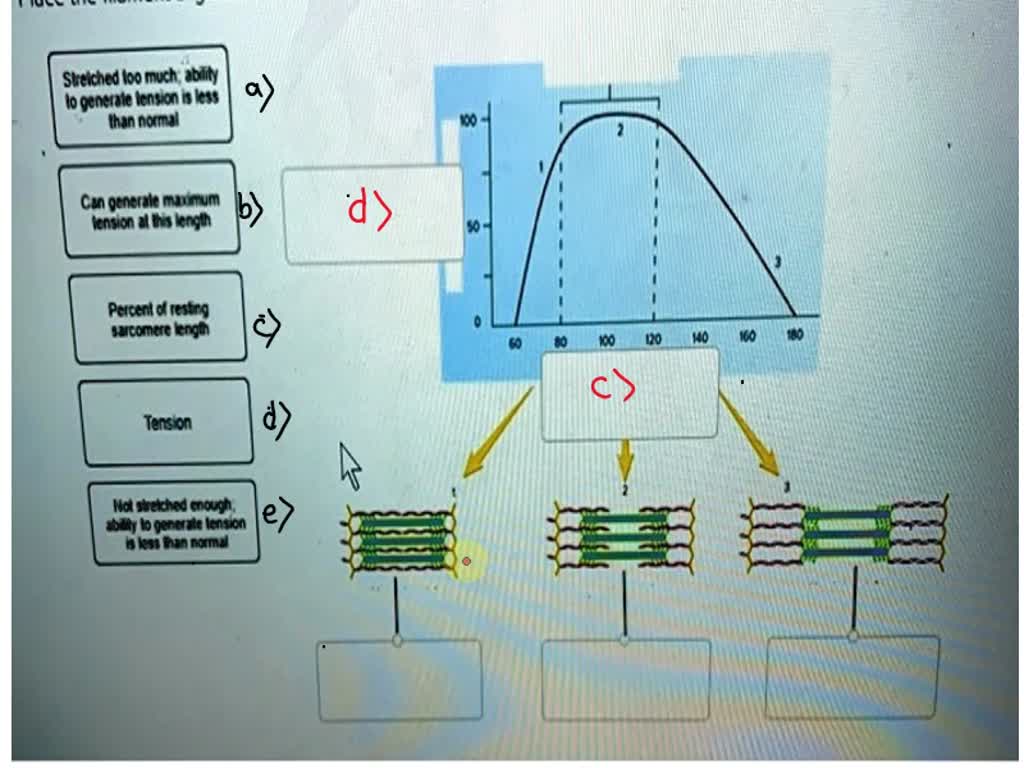 Place the filament alignment in the correct location on the graph of the length-tension ...