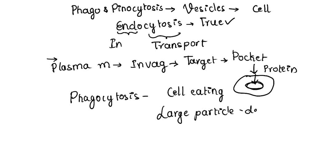 SOLVED: Dendritic cells and macrophages kill by ingestion and ...