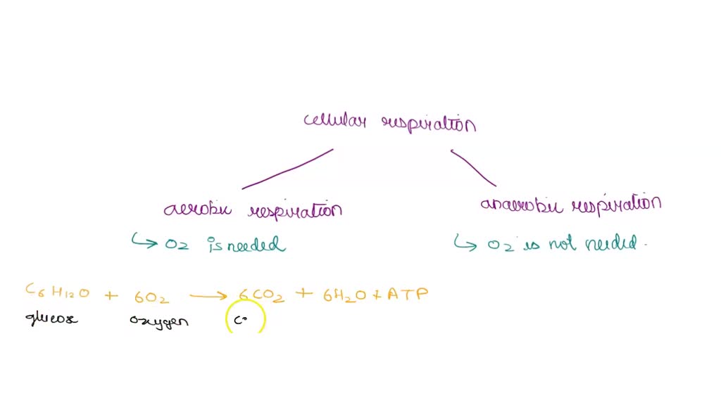 SOLVED: Modeling the Equation of Cellular Respiration Although cellular ...