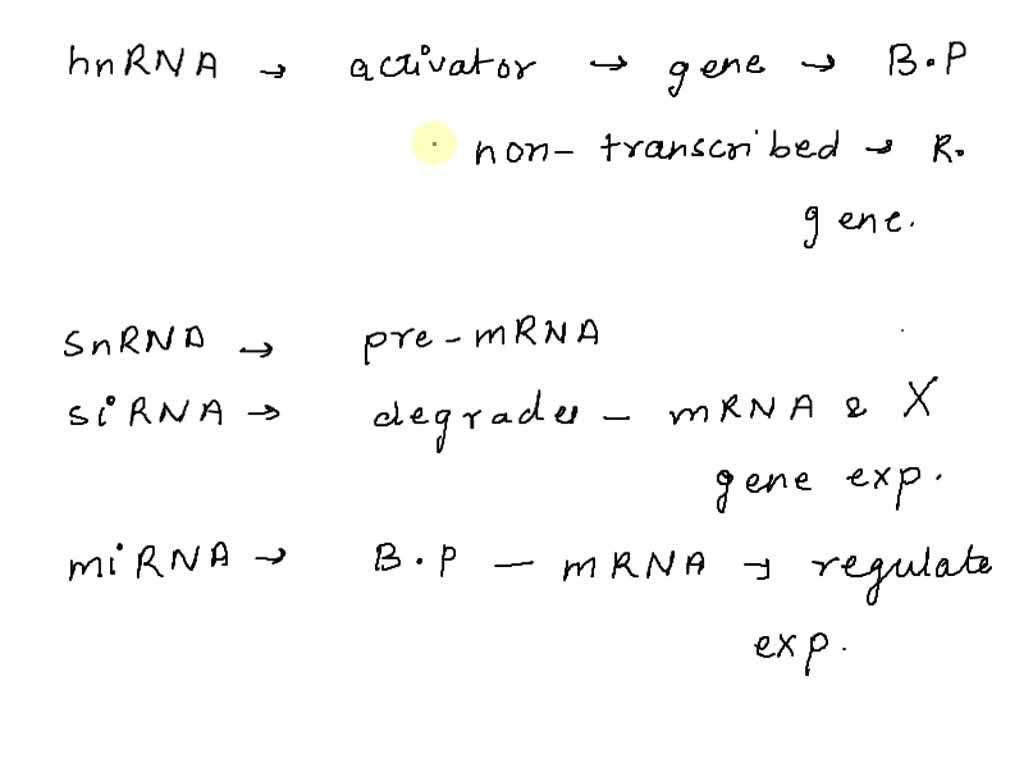 SOLVED: In RNA processing, this type of RNA functions in the removal of ...