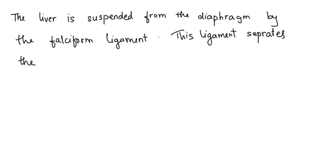 SOLVED: Question 81 Which structure provides stability to the liver? mesentery proper greater ...