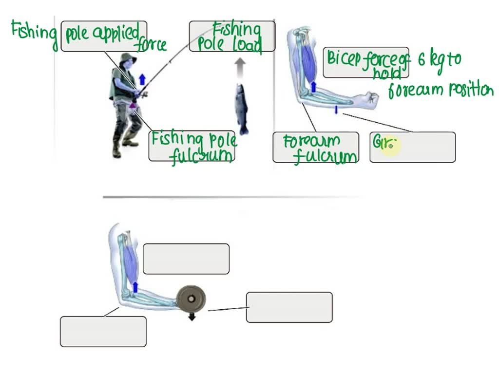 SOLVED: Drag the labels onto the diagram to label portions of the arm ...