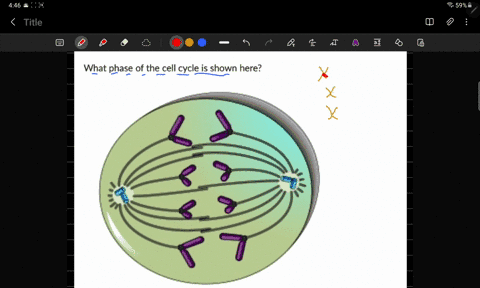 SOLVED: Which stage of the cell cycle involves cell growth and DNA ...