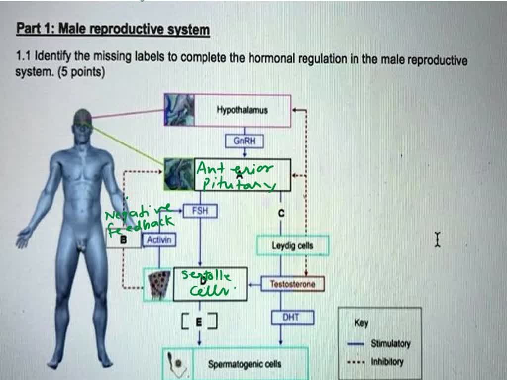 SOLVED: Part 1: Male Reproductive System 1.1 Identify the missing ...