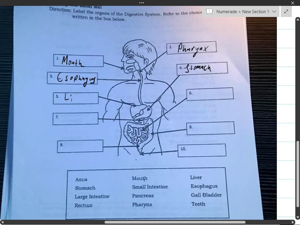 SOLVED: 'Let Us Practice Activity 1A: Label Me! Direction: Label the ...