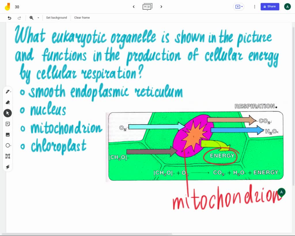 SOLVED: What eukaryotic organelle is shown in the picture and functions ...