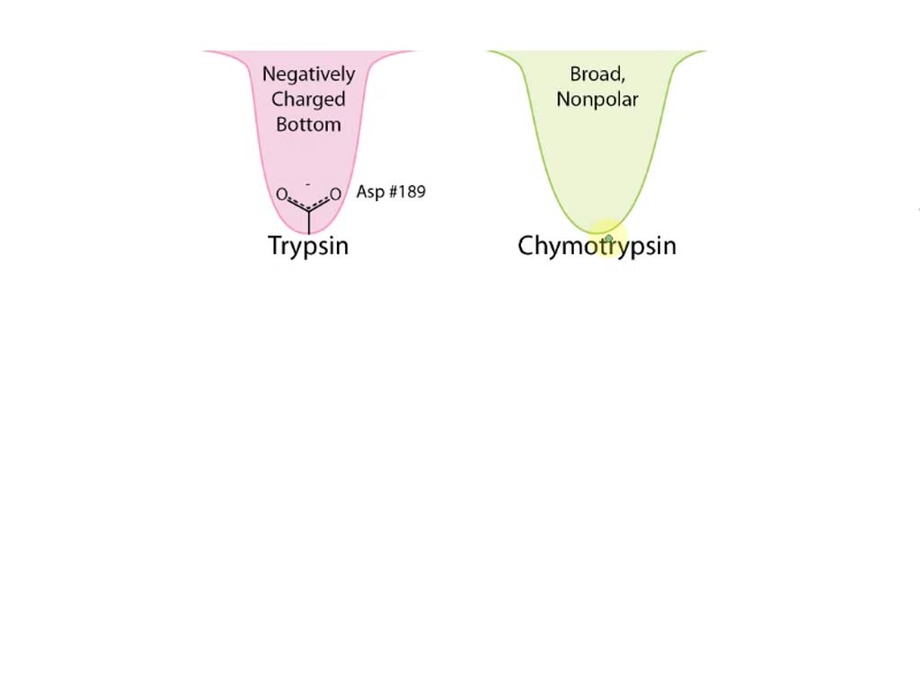 SOLVED: What is the substrate specificity for trypsin and chymotrypsin?