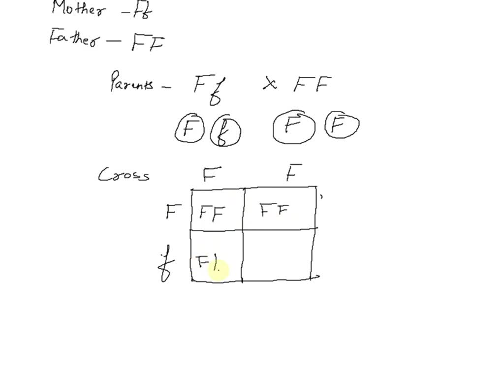 SOLVED: "One parent is homozygous dominant and the other heterozygous ...