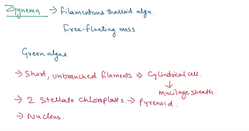SOLVED: starch storage in beautiful species of algae (Zygnema). We have ...