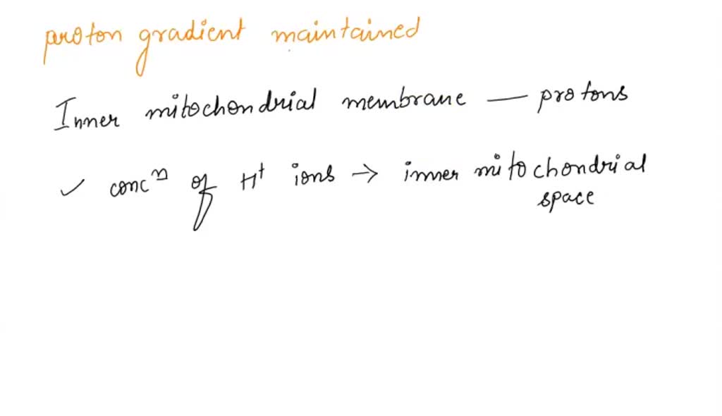 SOLVED: Where and how do cells build the proton gradient? Where and how ...