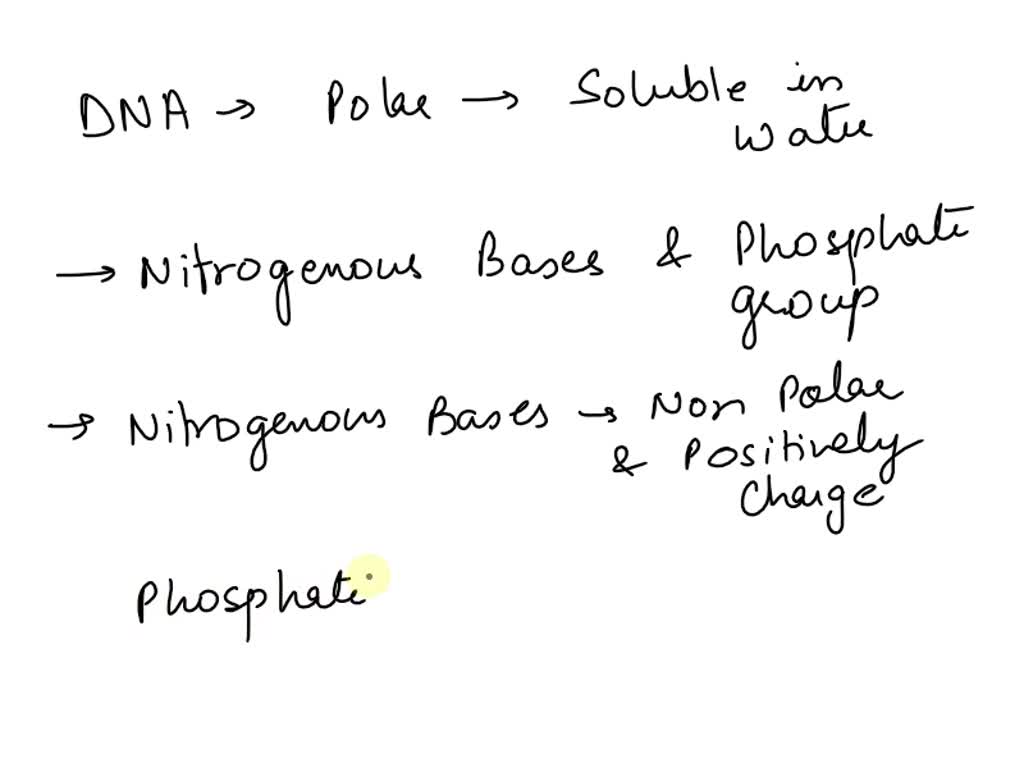 SOLVED: 3. What are the properties of DNA that make it soluble in water ...