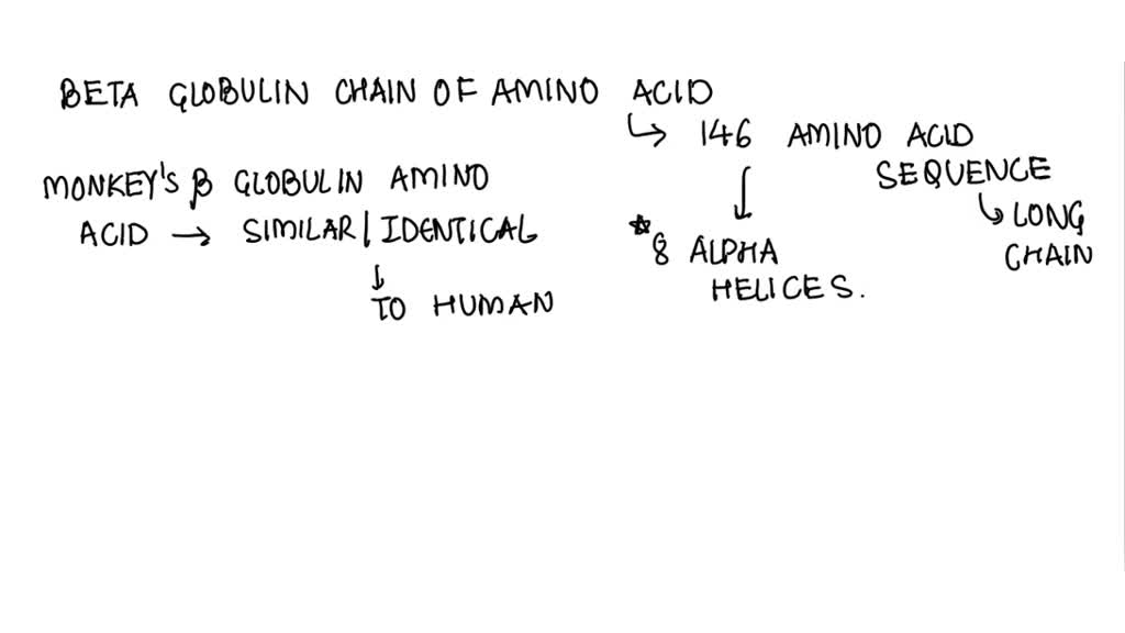 SOLVED: What percent of monkey β-globin amino acids are identical to ...