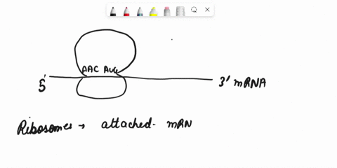 10. The diagram of a eukaryotic ribosome shown...