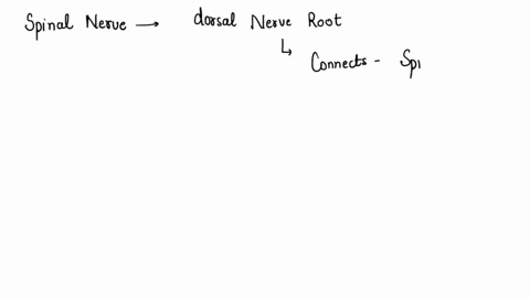 During neurulation the notochord becomes the spinal chord...