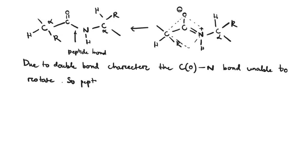 SOLVED: The answer is weird what is it? The peptide backbone forms a ...