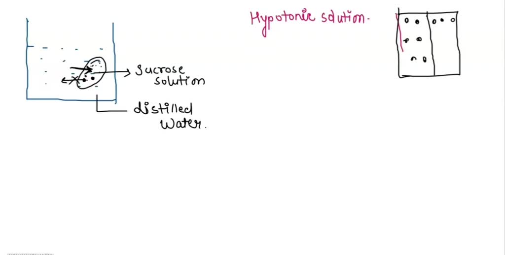 SOLVED: A small plastic bag is filled with a sucrose solution, sealed ...