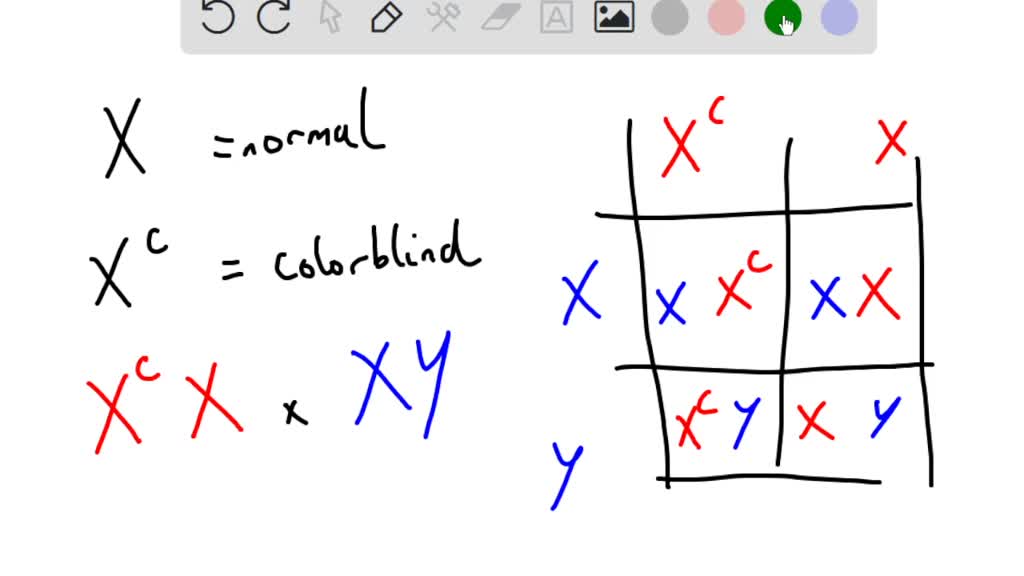 SOLVED: If Xc denotes the colorblindness allele and X denotes the ...