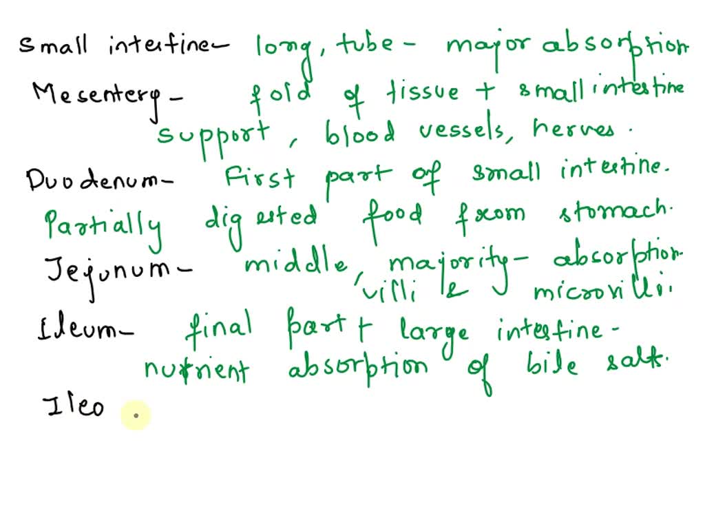 SOLVED: Mesenteries Greater omentum Peritoneal cavity Visceral ...