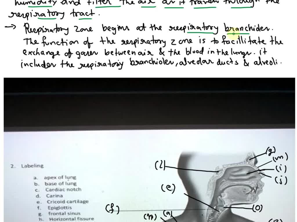 SOLVED: D. Respiratory System Anatomy 1.Draw the Mediastinum Label the ...