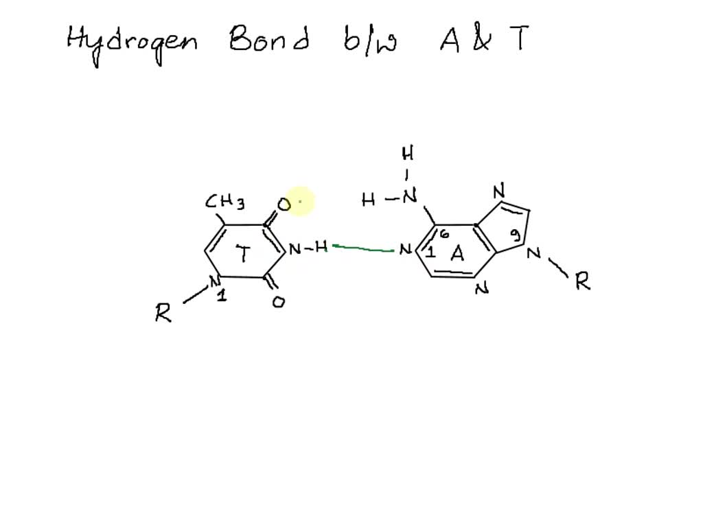 SOLVED: Draw the Hydrogen bonds that occur in the following alpha helix ...