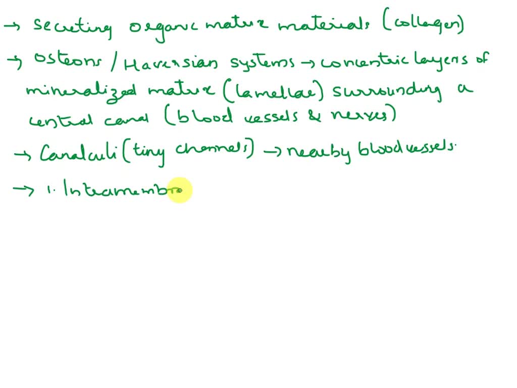 SOLVED: As osteoblasts secrete bone, how do they avoid getting trapped ...
