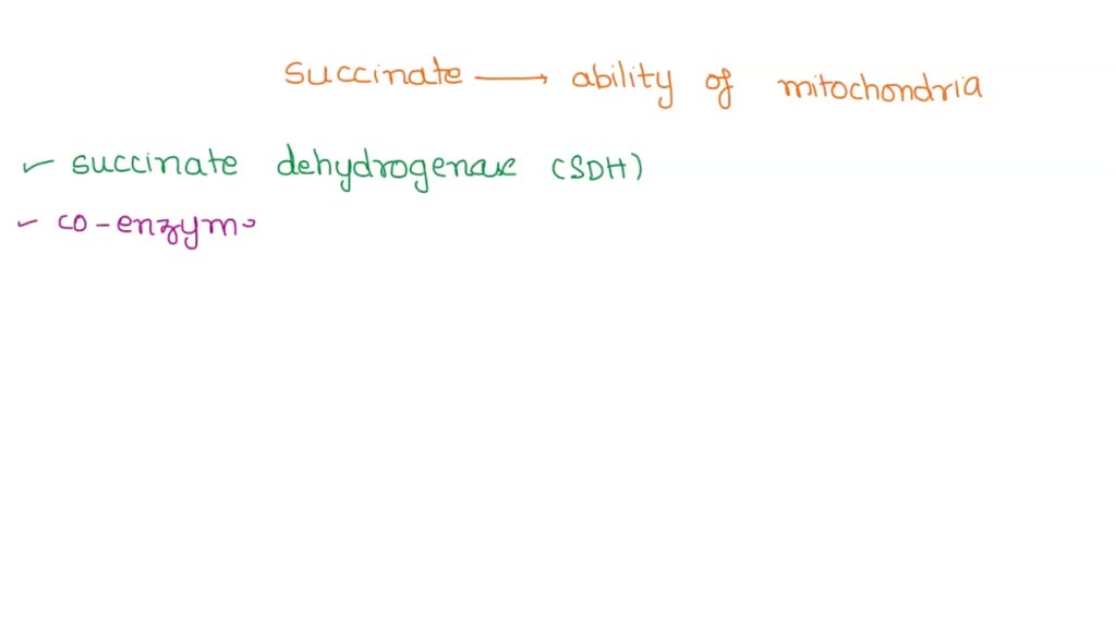 SOLVED: How does succinate affect the ability of the mitochondria to ...