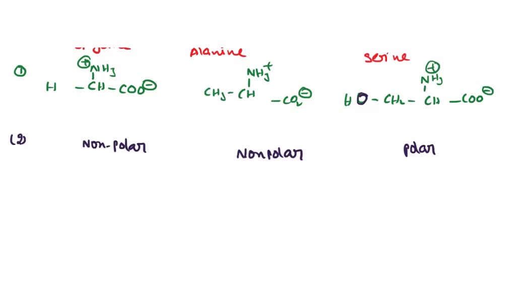 SOLVED: 'REPORT SHEET Amino Acids Amino Acids Condensed structural ...