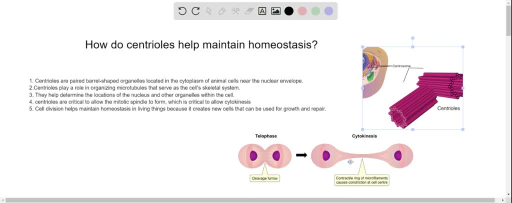 SOLVED: how do cell organelles work together to maintain homeostasis?