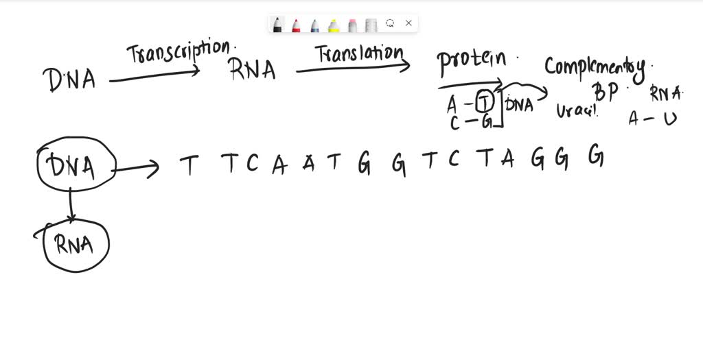 SOLVED: T T C A A T G G T C T A G G G. For each sequence of DNA is shown. Write the ...