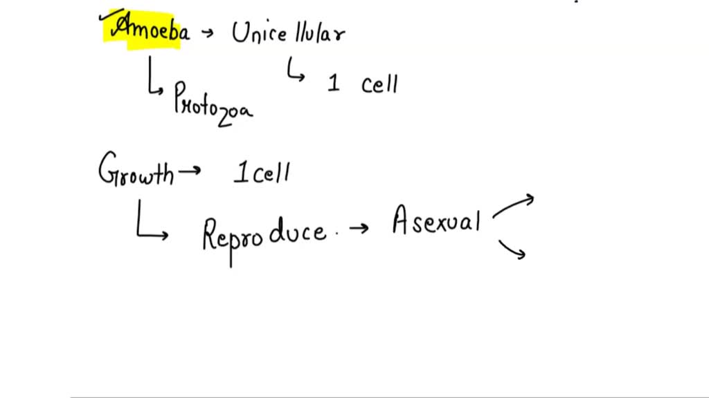 SOLVED: The mitotic cell division in amoeba represents growth or ...