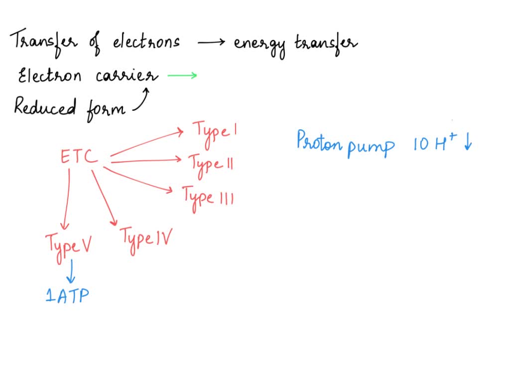 SOLVED: 1. Describe how the transfer of electrons between molecules ...