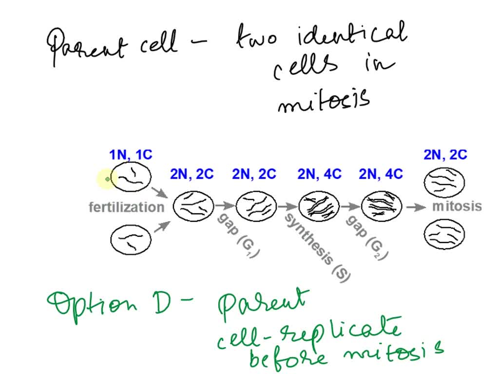 SOLVED: A parent cell divides to form two genetically identical ...