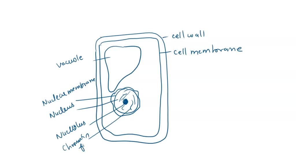 SOLVED: Draw a detailed actin filament and label all compinents Draw a ...