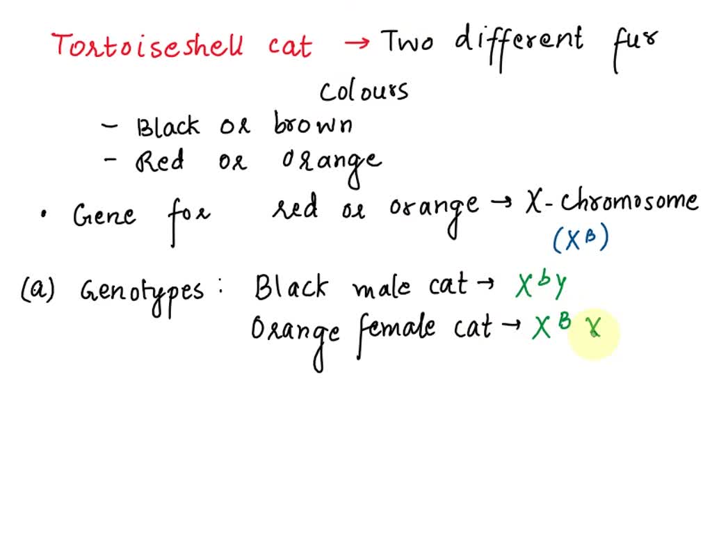 SOLVED: a. What are the genotypes of a black male cat? What are the ...