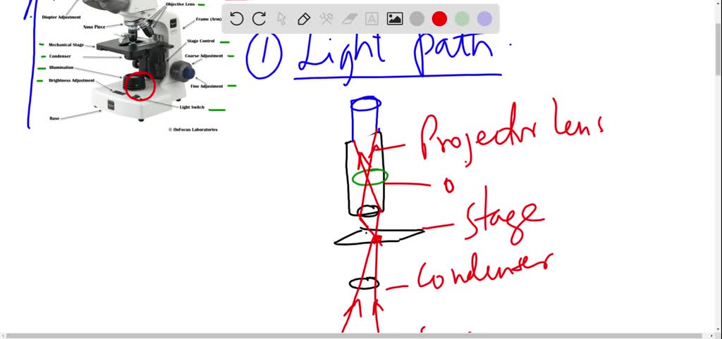 SOLVED: 4. Draw a flow diagram of the light path for a compound light ...