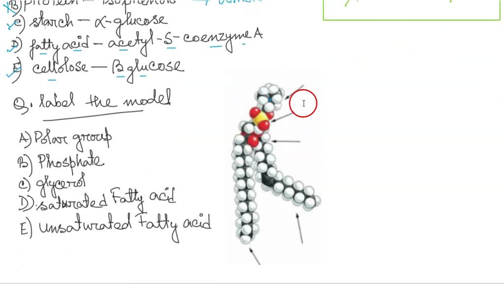 SOLVED: 24. In the structure of acetyl coenzyme shown below (8 pts) # ...