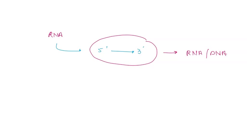 SOLVED: In which direction is RNA synthesized? 3' to 5' both directions ...