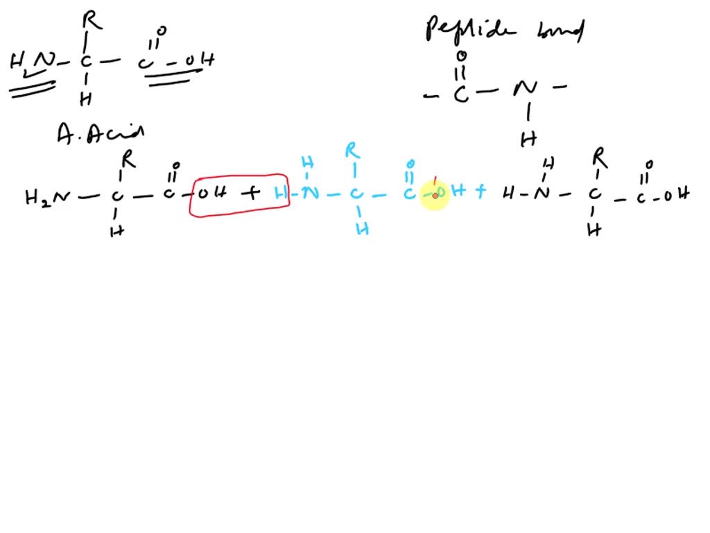 SOLVED: Draw Protein generic sequence of three amino acids using R to ...