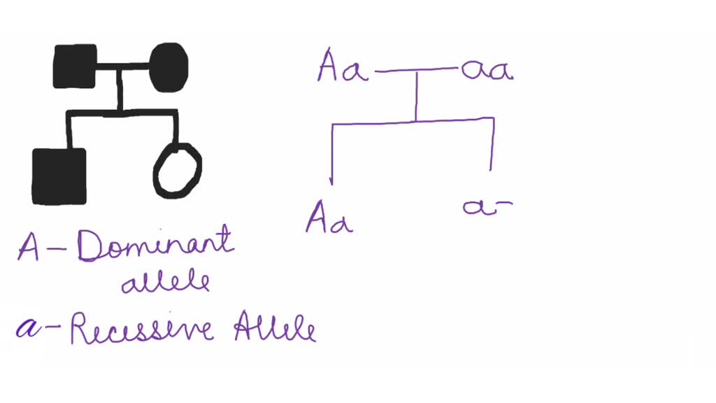 SOLVED: Is the inheritance pattern indicated by shaded symbols in this ... SOLVED: Is the inheritance pattern indicated by shaded symbols in this ...