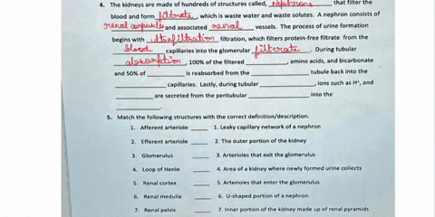 Activity: Complete the Story of the Urinary Flow Pathway Nephron ...