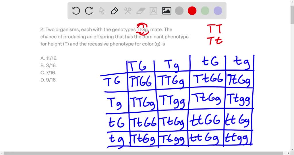 SOLVED: If two genes control a trait and each has a dominant and a recessive allele, there are ...