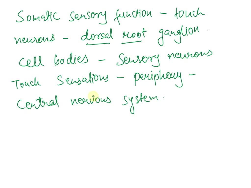 SOLVED: 3) Which of the following somatic sensory functions involves neurons in the dorsal root ...