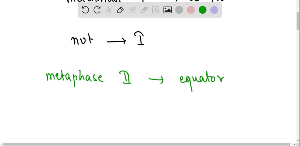 SOLVED: in metaphase of mitosis, tetrads align separately at the ...