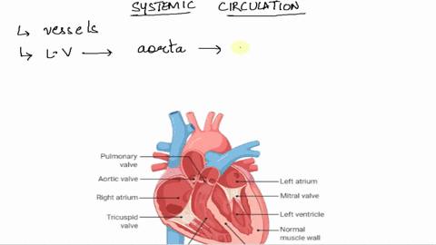 Pulmonary Circulation Animation