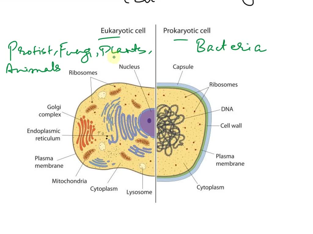 Know the different types of surface appendages on prokaryotic cells ...