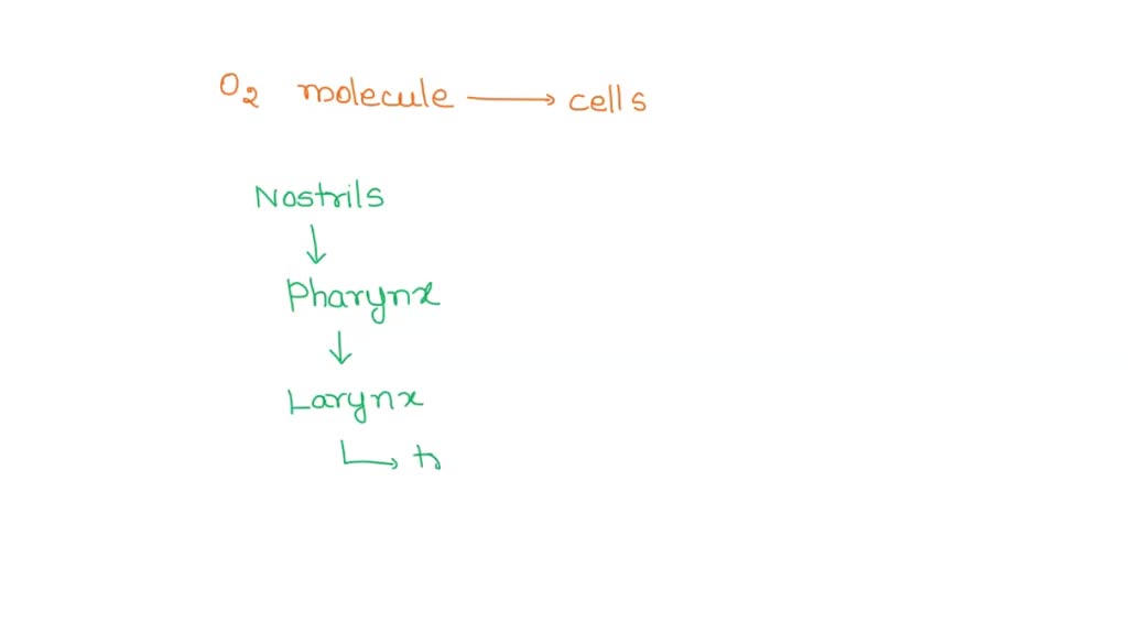 SOLVED: Order the path of an oxygen molecule as it travels through the ...
