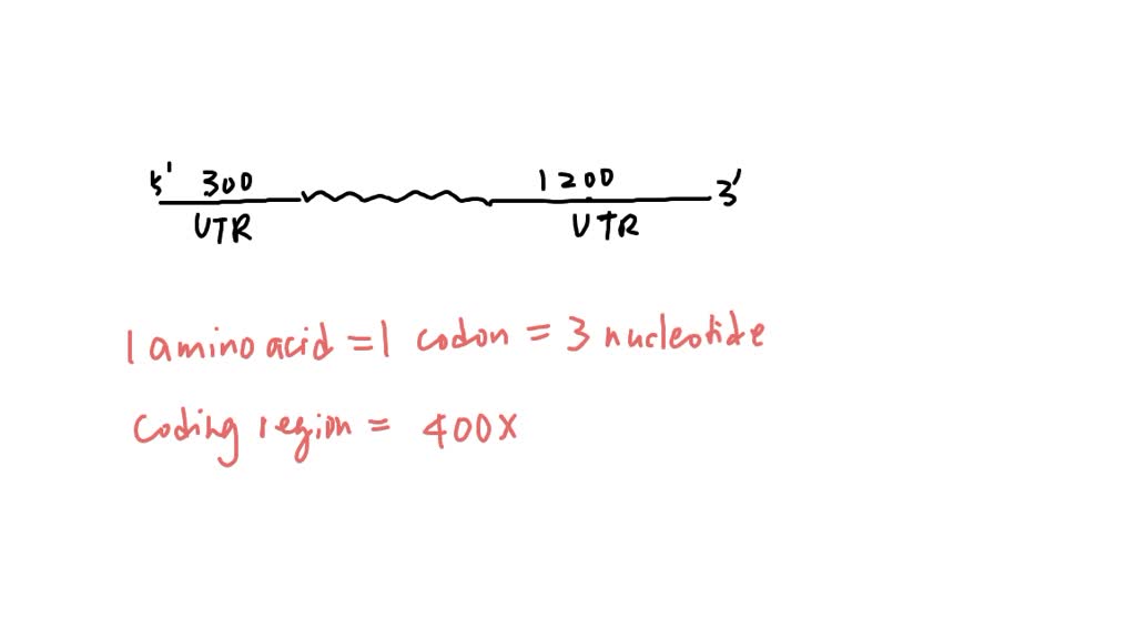 Solved A Pcr Product Is Shown Below With The Locations Of Restriction